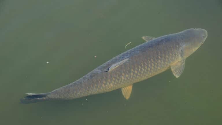 Graskarpfen (Weißer Amur) » Merkmale, Lebensraum & mehr.