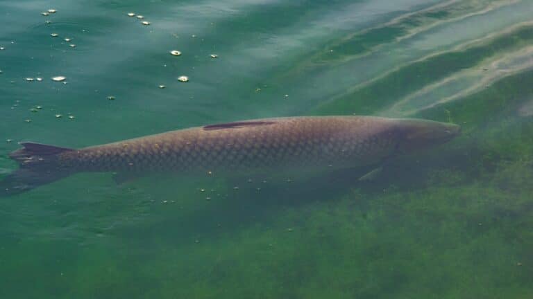 Graskarpfen (Weißer Amur) » Merkmale, Lebensraum & mehr.