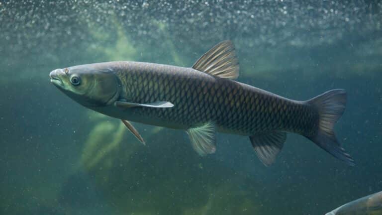 Karpfen (Cyprinus carpio) » Steckbrief, Zuchtformen & mehr.