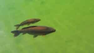 Karpfen (Cyprinus carpio) » Steckbrief, Zuchtformen & mehr.
