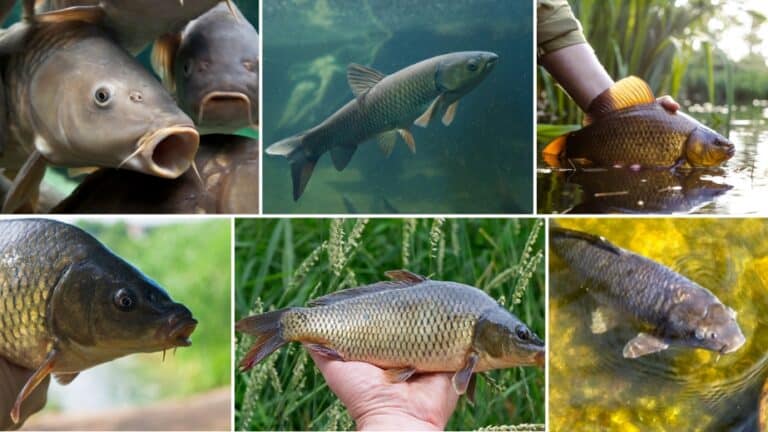 Karpfen (Cyprinus carpio) » Steckbrief, Zuchtformen & mehr.