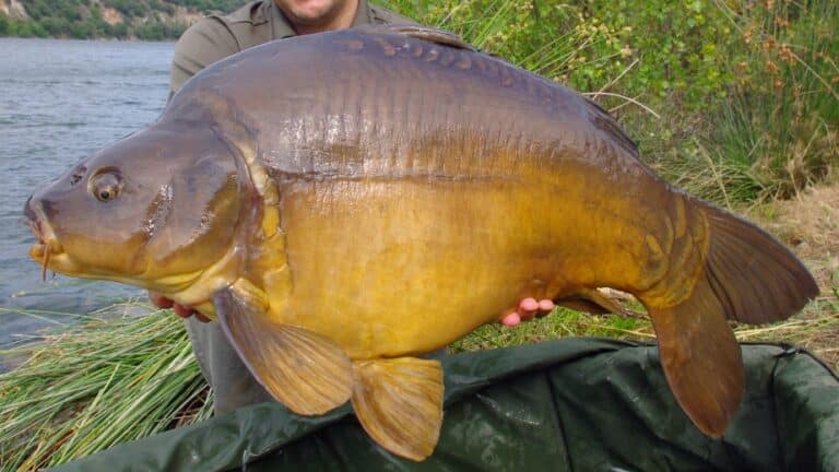 Karpfen (Cyprinus carpio) » Steckbrief, Zuchtformen & mehr.